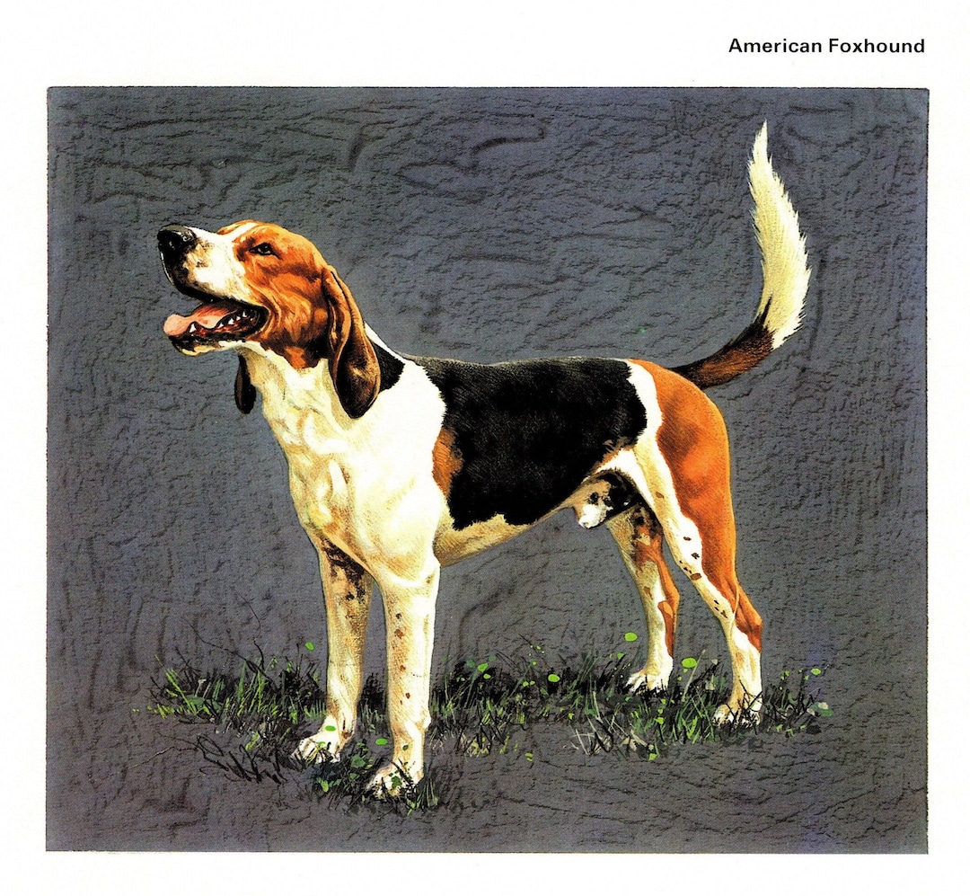 Vintage Foxhound Print Wall Art Decor Piero Cozzaglio Foxhound Hunting ...