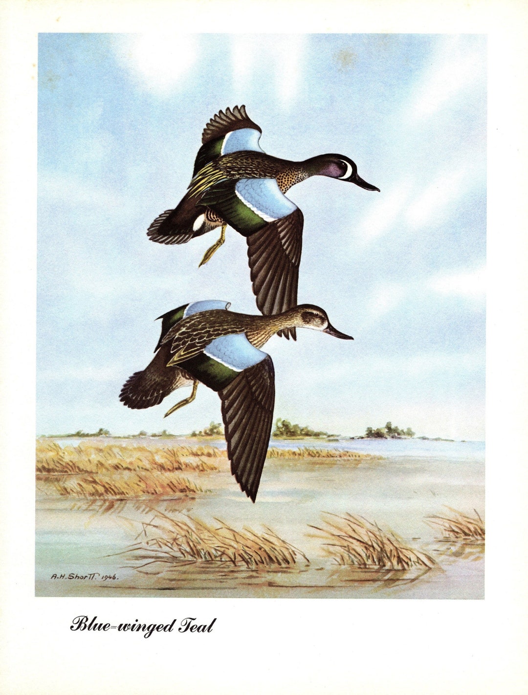 Vintage Blue Winged Teal Duck Print Wall Art Decor 1950s Teal Duck Bird ...