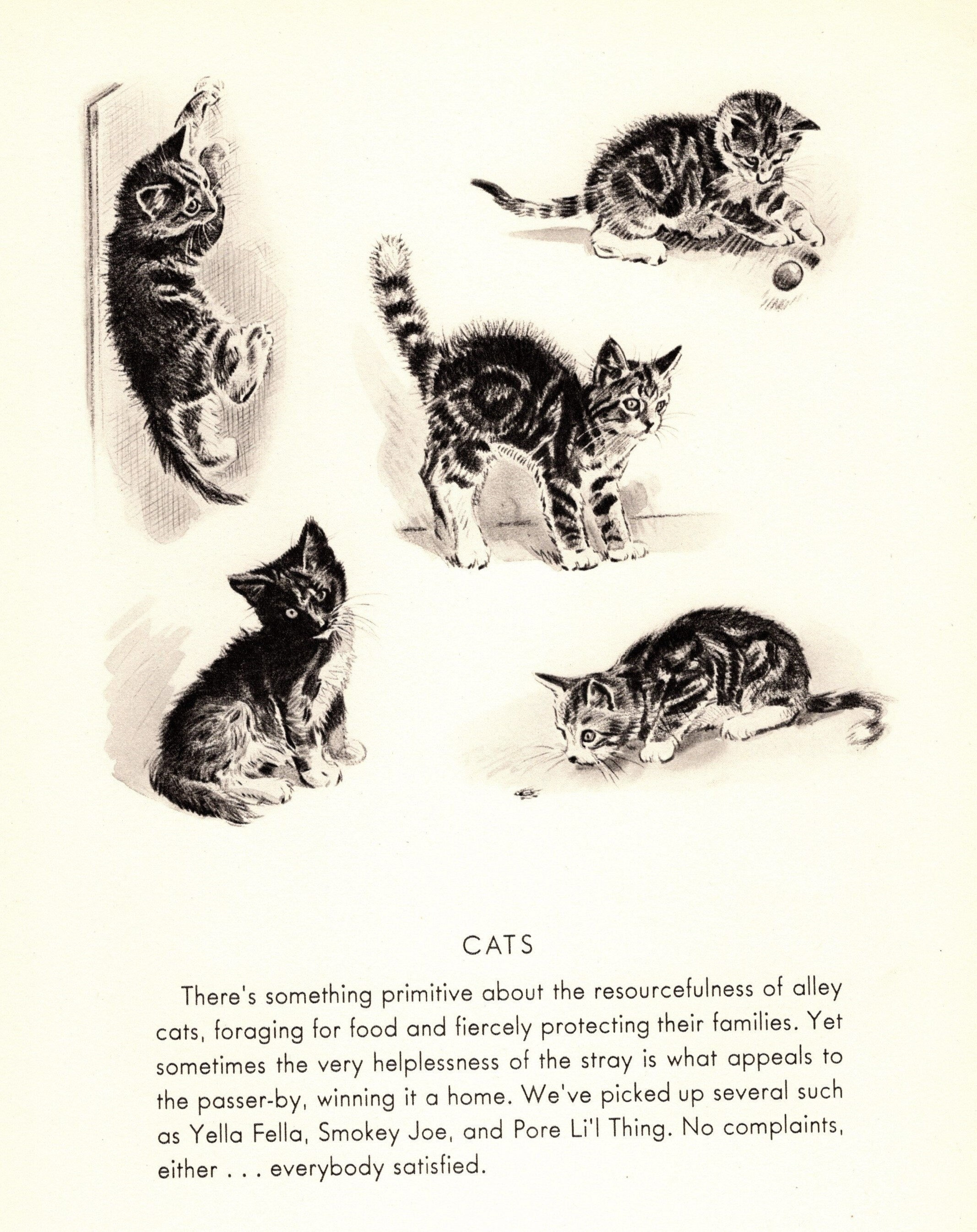Vintage Cat Illustration