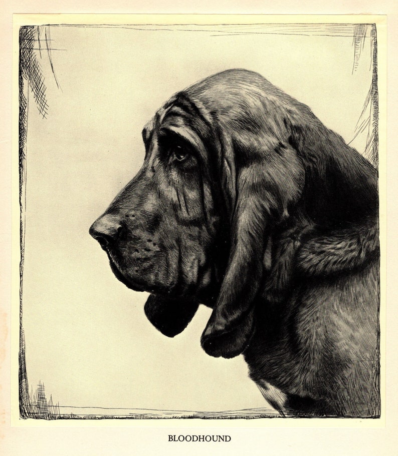 1935 Antique Bloodhound Dog Art Print Lovely Malcolm Nicholson - Etsy