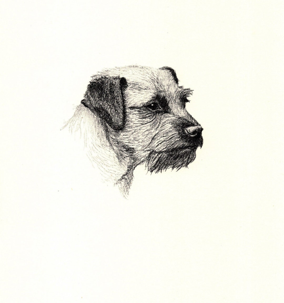1935 Antique Border Terrier Print Wall Art Decor Border Terrier ...