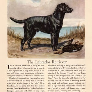 1942 Antique LABRADOR RETRIEVER Dog Print Edwin Megargee Hunting Dog ...