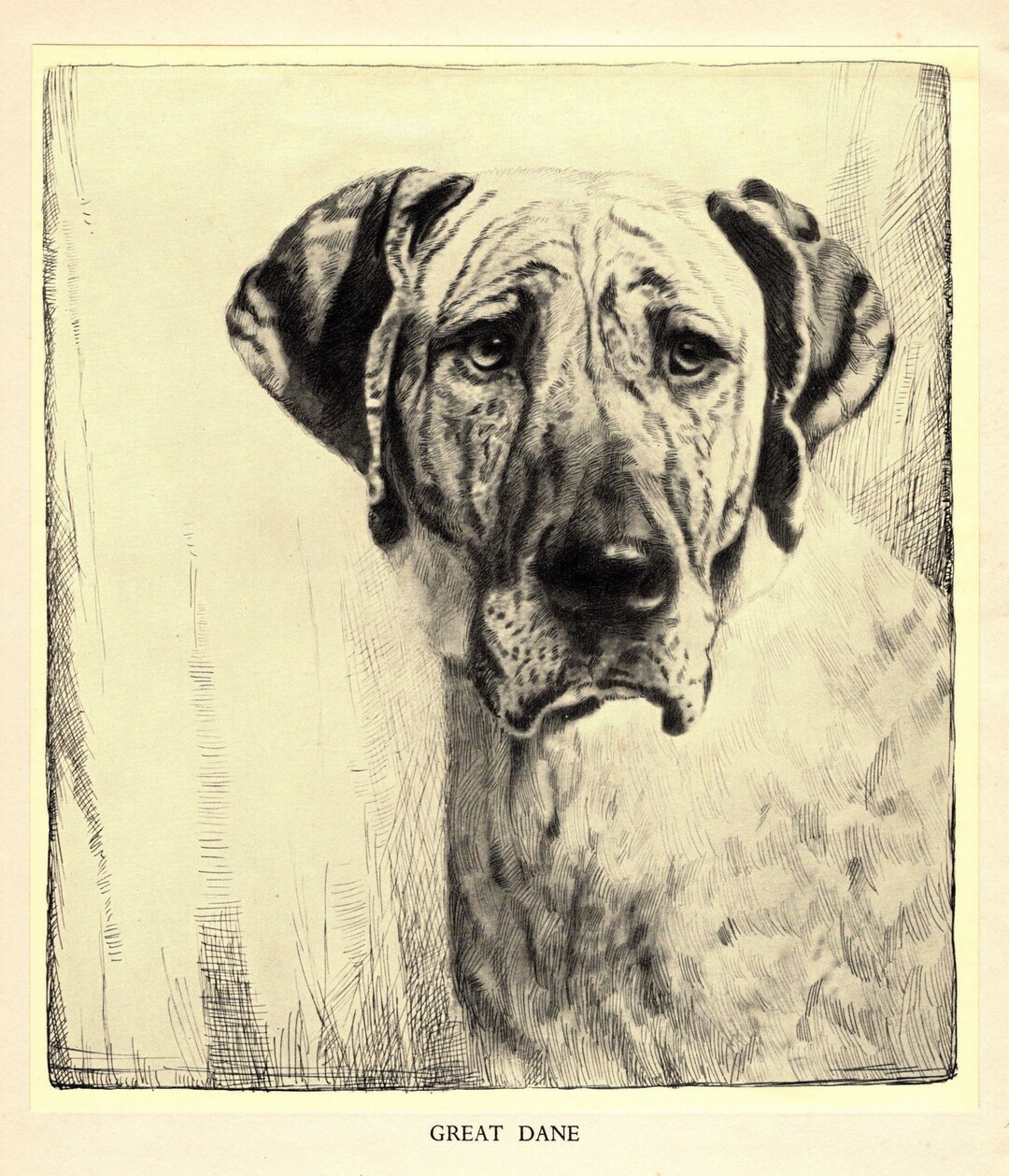 Lovely Great Dane Print Wall Art Decor 1935 Antique Malcolm Nicholson ...