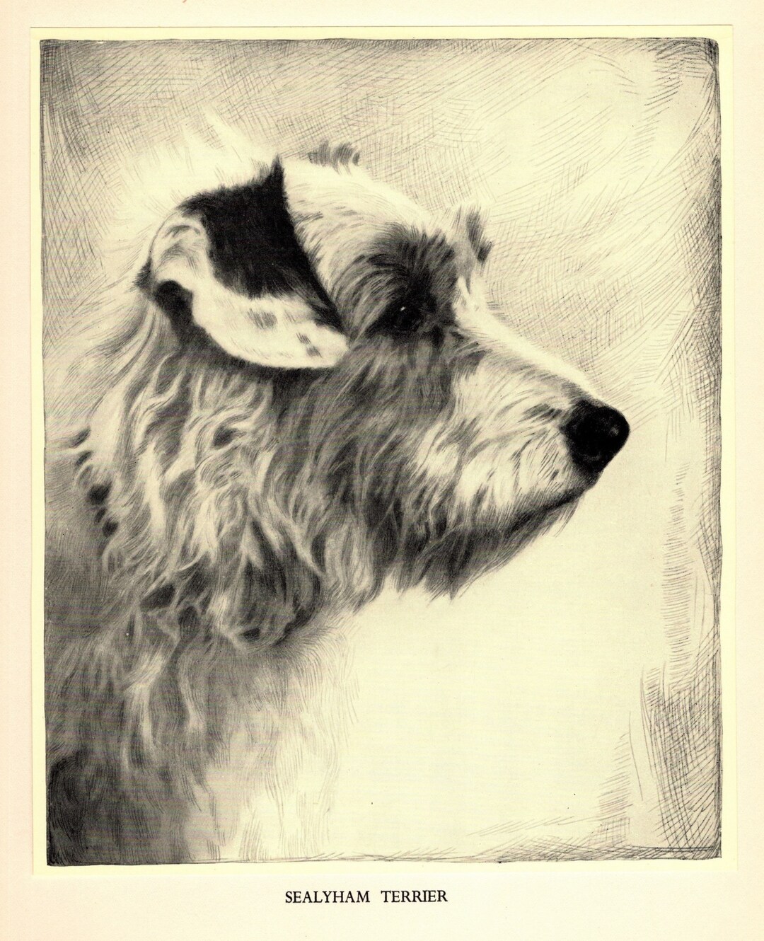 1935 Antique Sealyham Print Wall Art Decor Lovely Malcolm Nicholson ...