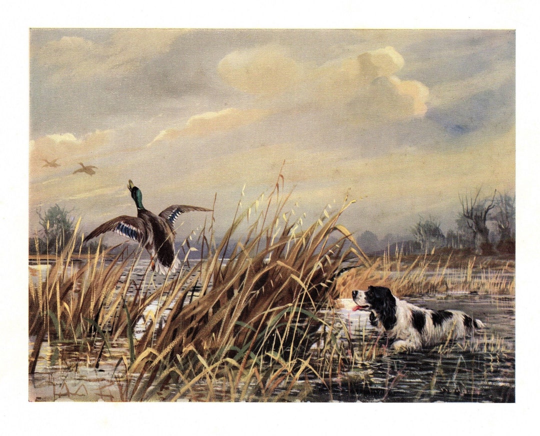 Antique Springer Spaniel Print Wall Art Decor Ward Binks - Etsy