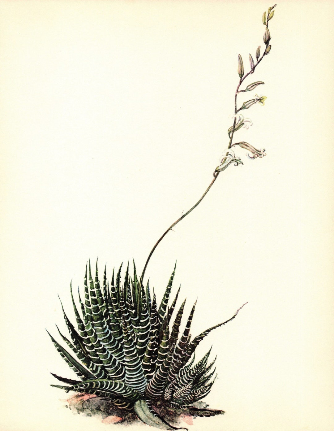 Beautiful Vintage Zebra Cactus Print Succulent Print Desert - Etsy