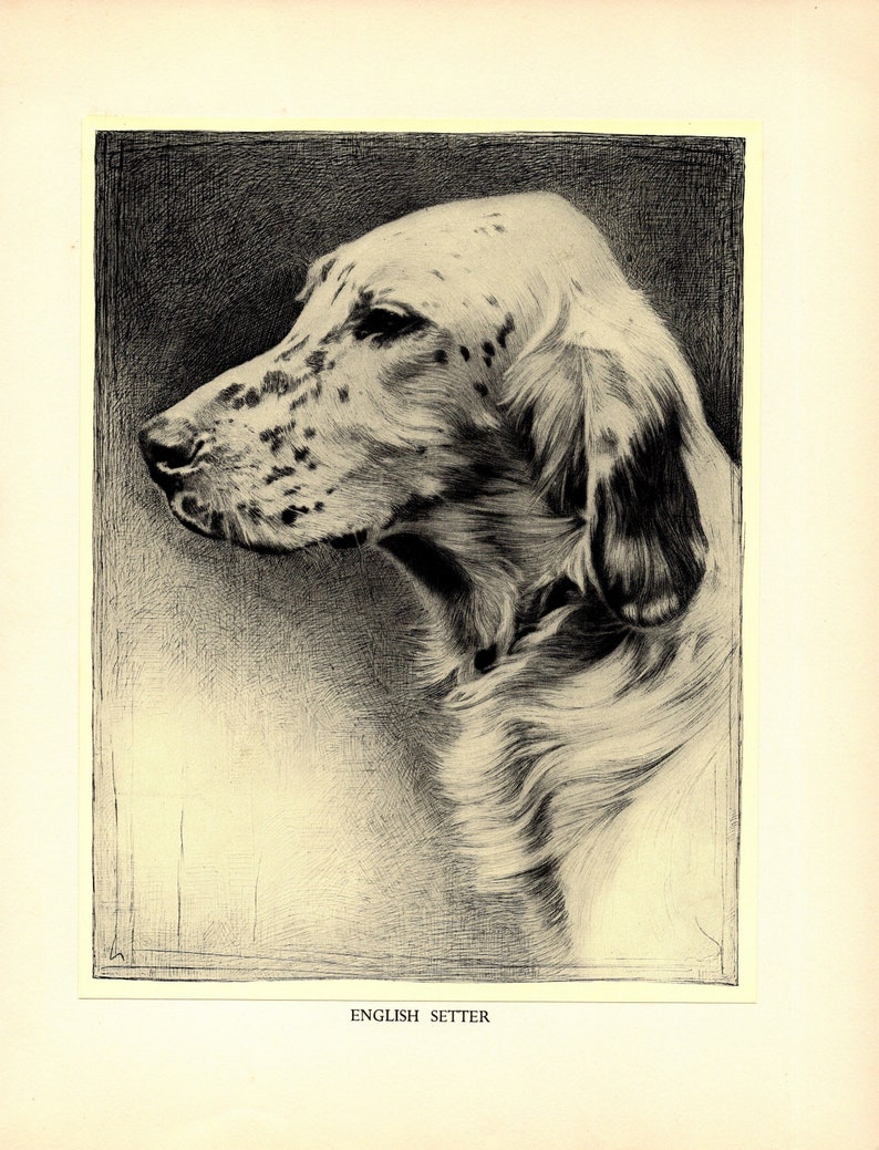1935 Antique English Setter Dog Art Print Malcolm Nicholson | Etsy