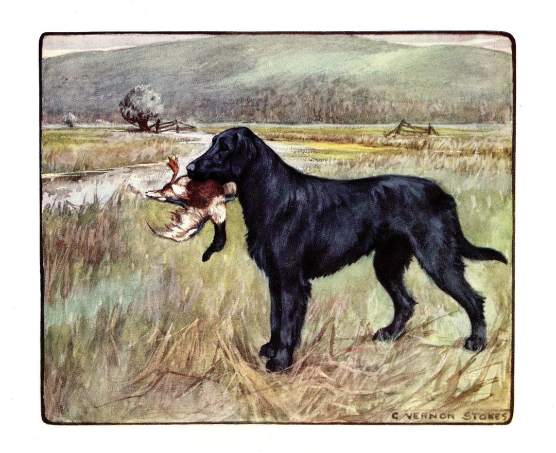 1906 Antique Labrador Retriever Print Hunting Dog Wall Art Decor Vernon ...