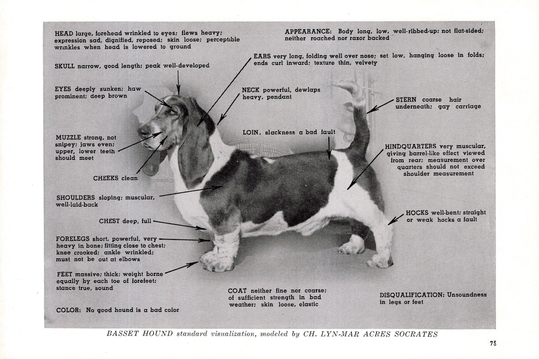 Vintage BASSET HOUND Print Champion Lyn Mar Acres Socrates 1960s Breed ...