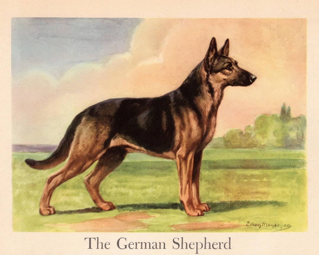 Antique German Shepherd Print Wall Art Decor 1942 Edwin Megargee German ...
