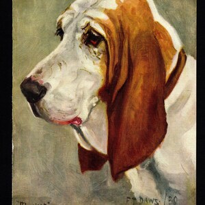 1930's Antique BASSET HOUND Print Wall Art Decor Musket F T Daws Basset ...