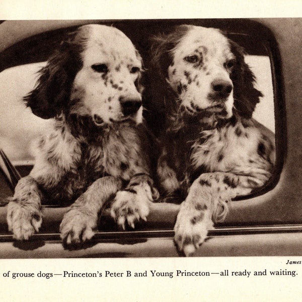 English Setter Print - Etsy