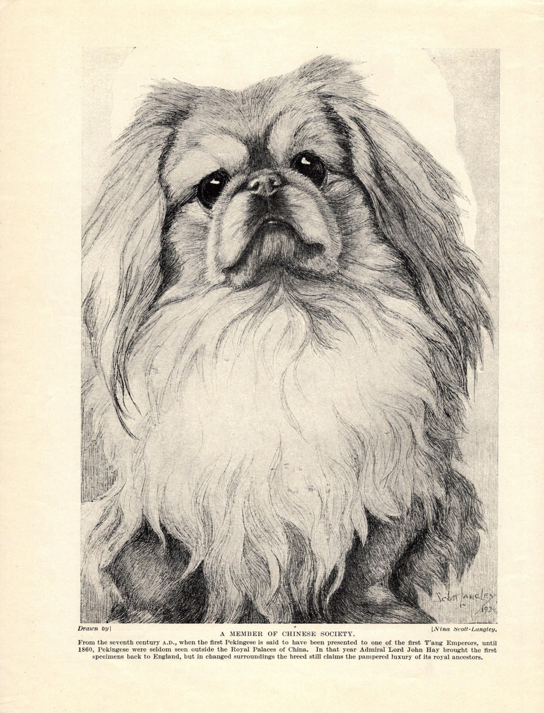 1930's Antique Pekingese Print Wall Art Decor Nina Scott Langley ...