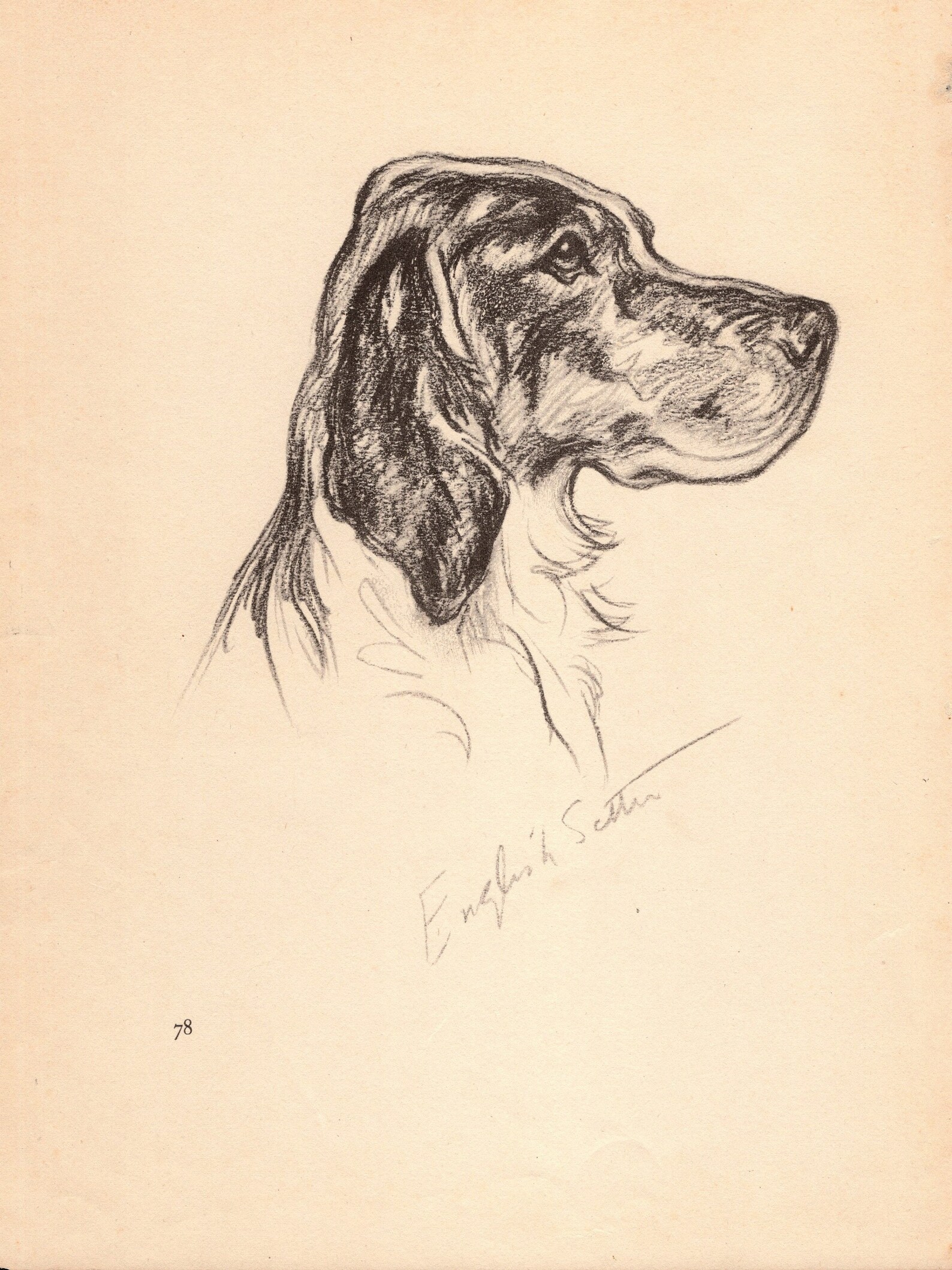 1940 Antique ENGLISH SETTER Print Vintage Lucy Dawson English - Etsy