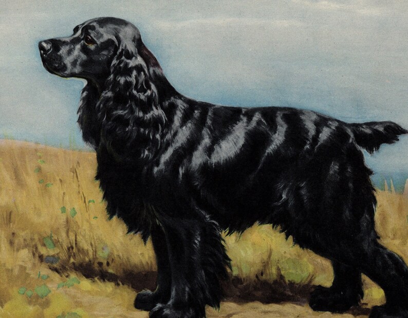 1942 Antique Cocker Spaniel Print Wall Art Decor Vintage Edwin - Etsy