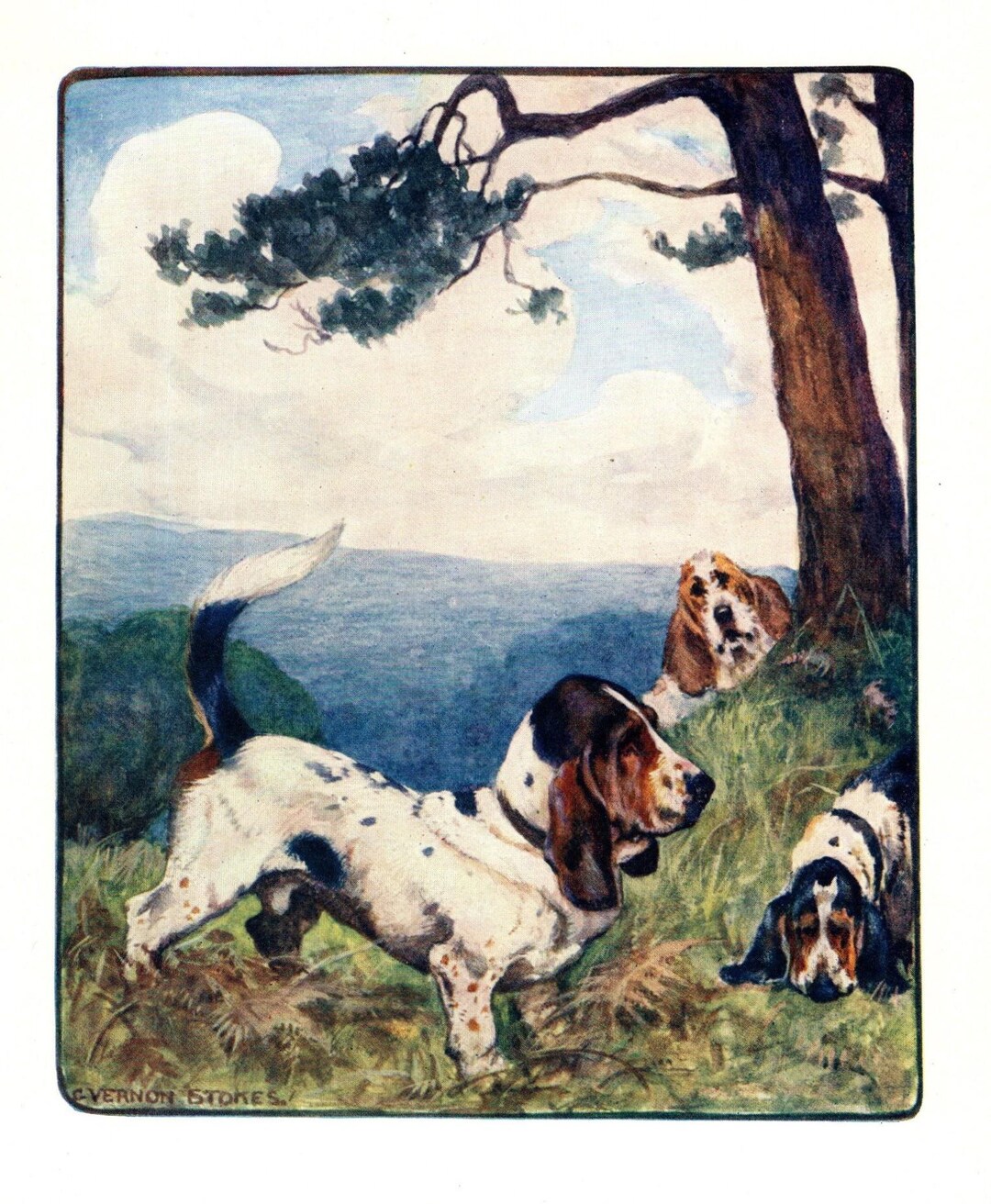 1906 Antique Basset Hound Print Wall Art Decor Vintage Vernon Stokes ...
