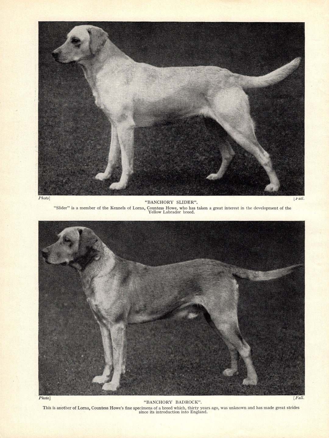 1930's Antique LABRADOR RETRIEVER Print Banchory Kennels Badrock and ...