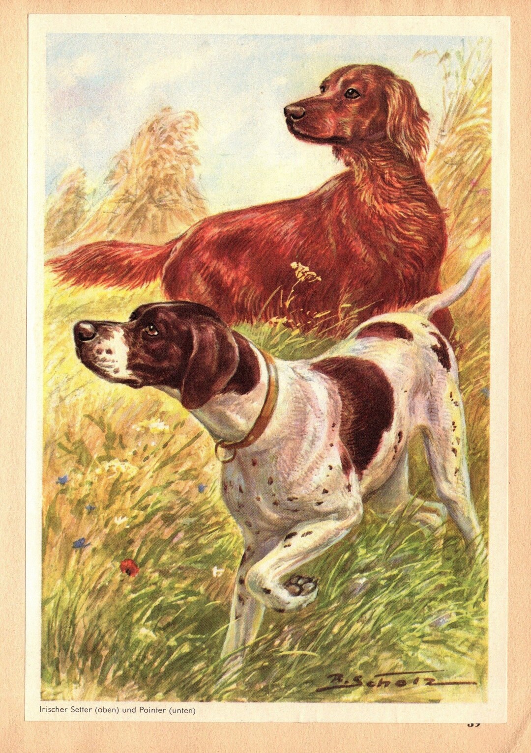 Vintage Pointer and Irish Setter Print Wall Art Decor Scholz Hunting ...