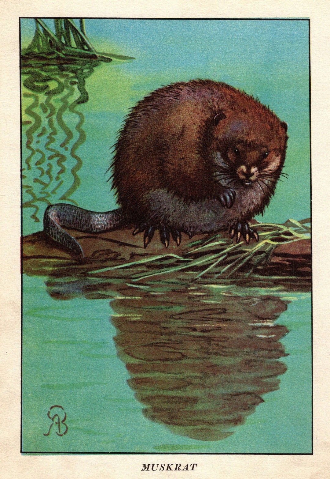 Antique Muskrat Print Vintage Muskrat Art Illustration Gallery Wall Art ...