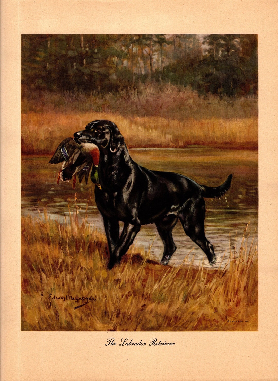 Large Labrador Retriever Print Vintage 1945 Edwin Megargee Bird Hunting ...