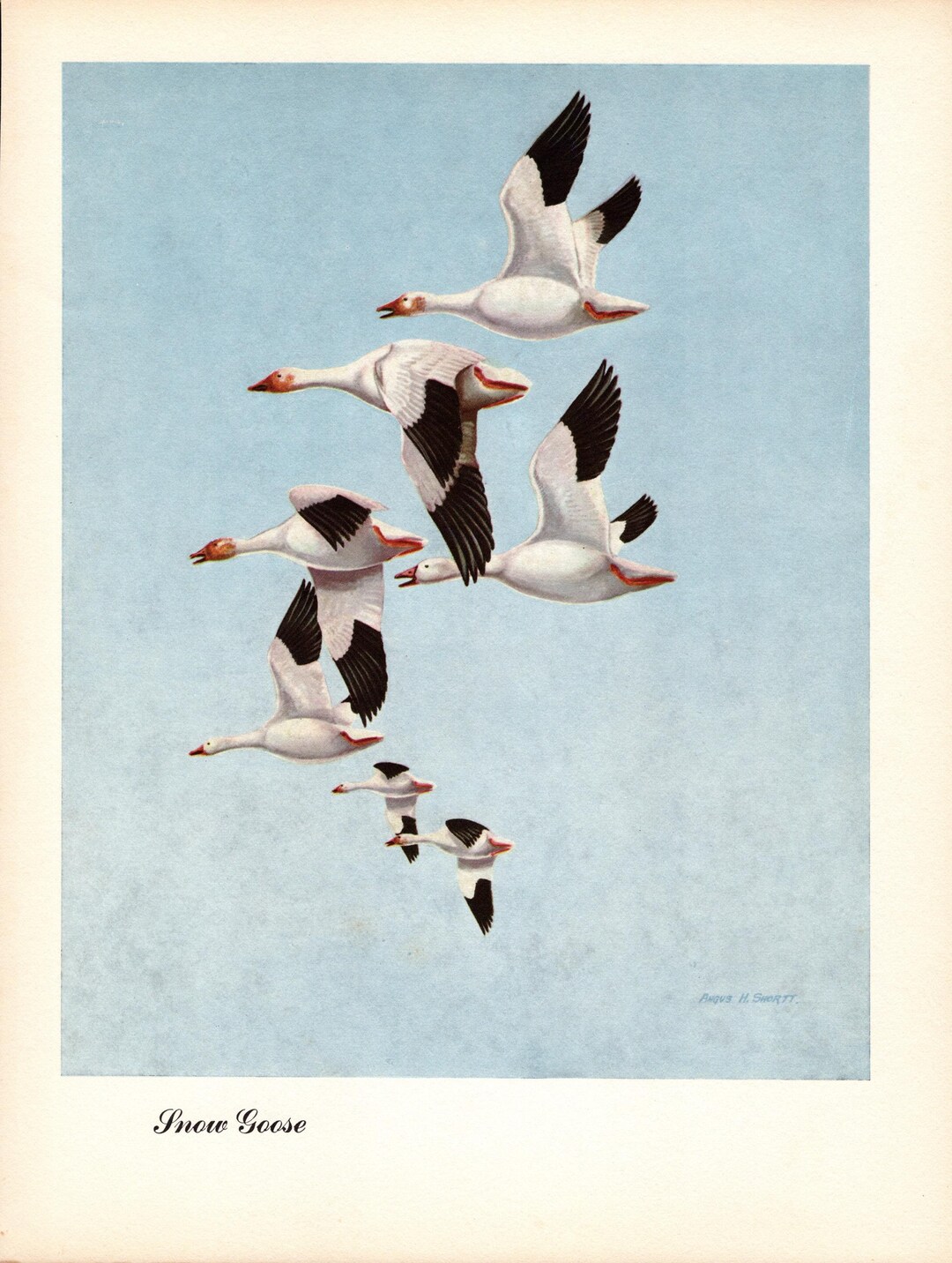 Vintage Snow Goose Print Wall Art Decor 1950s Geese Bird Art Print ...