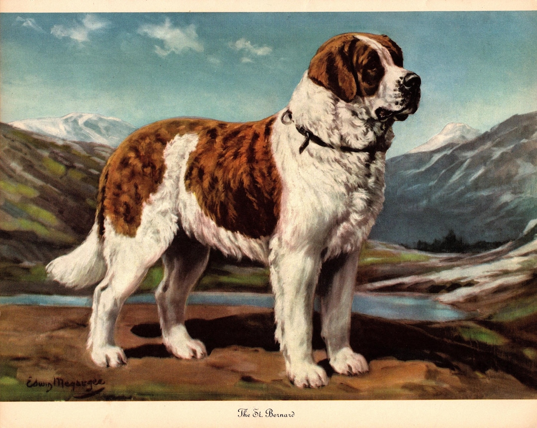 Antique Saint Bernard Print Wall Art Decor Vintage 1942 Edwin Megargee ...