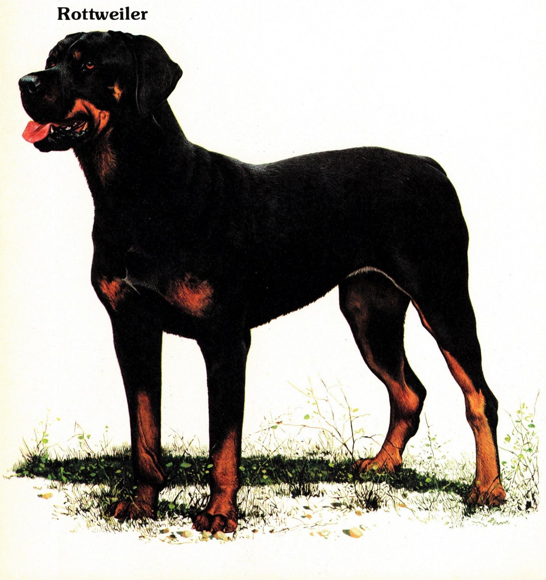Vintage Rottweiler Print Wall Art Decor Piero Cozzaglio Rottweiler Art ...