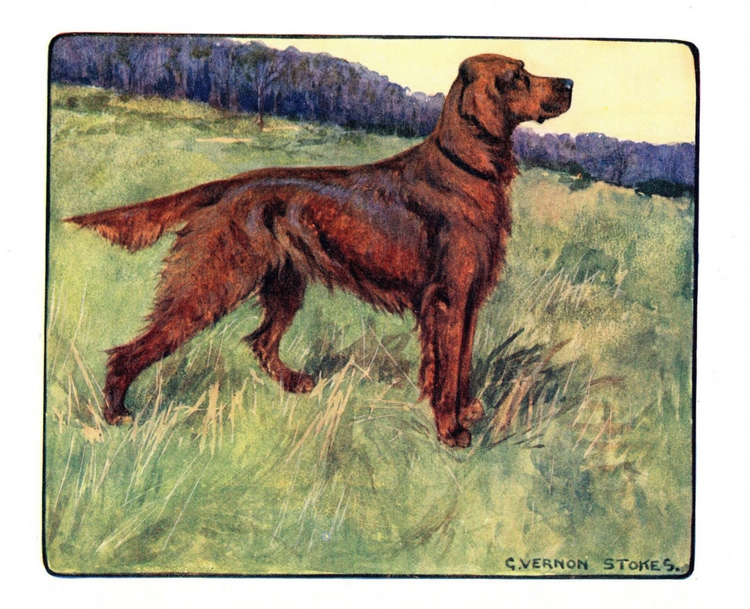 1906 Antique Irish Setter Print Wall Art Vernon Stokes Irish - Etsy