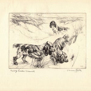 1930 Antique Cocker Spaniel Print Hunting Dog Wall Art Decor Vernon ...