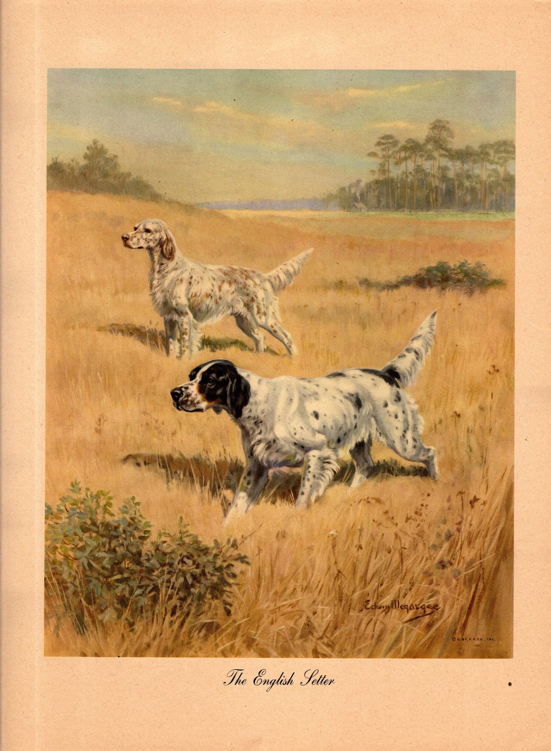 Large English Setter Print 1945 Vintage Edwin Megargee Hunting Dog ...
