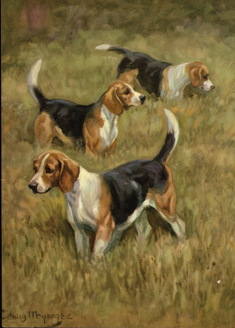 1950s Vintage Beagle Print Wall Art Decor Edwin Megargee - Etsy