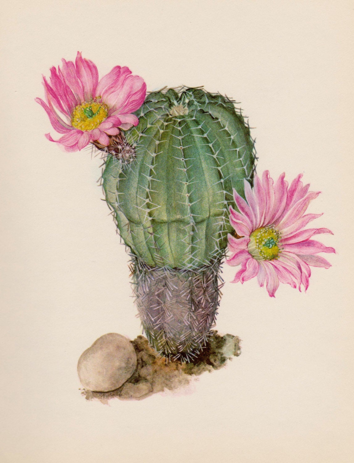 Art & Collectibles Prints Fishhook Cactus Vintage Poster Vintage ...
