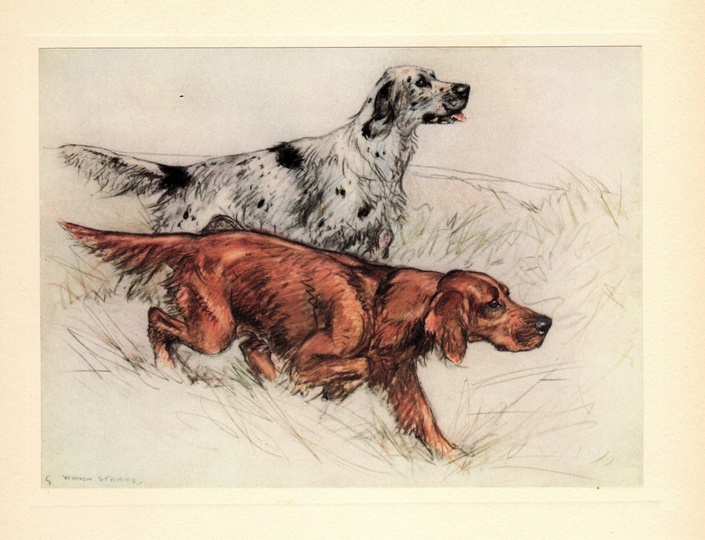 English Setter Pointing Drawing