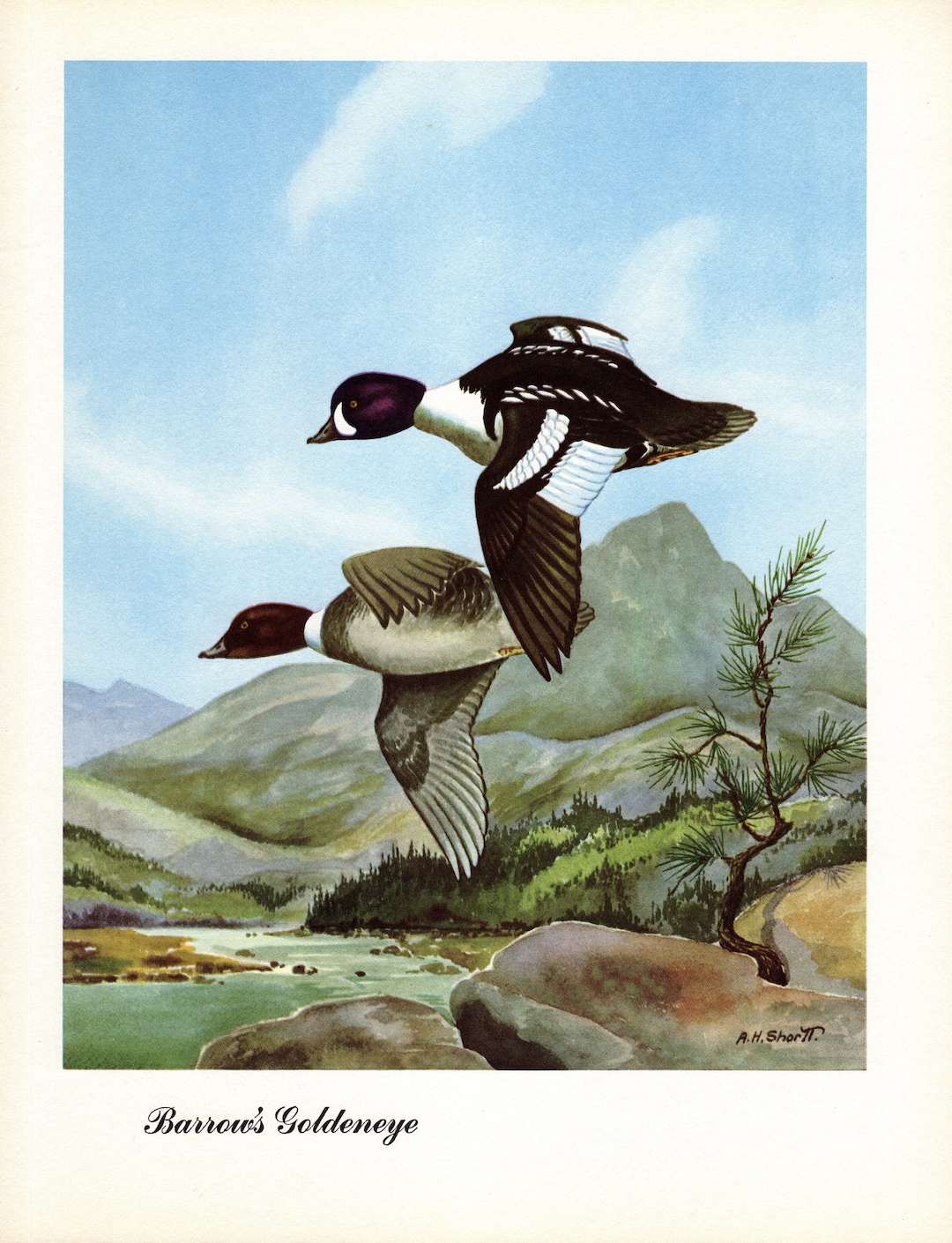 Vintage Barrows Goldeneye Duck Print Wall Art Decor 1950s Duck Hunting ...