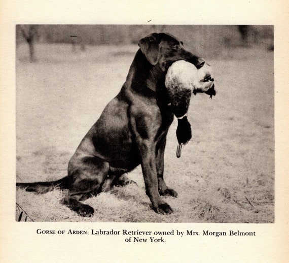 Black Labrador Retriever Hunting