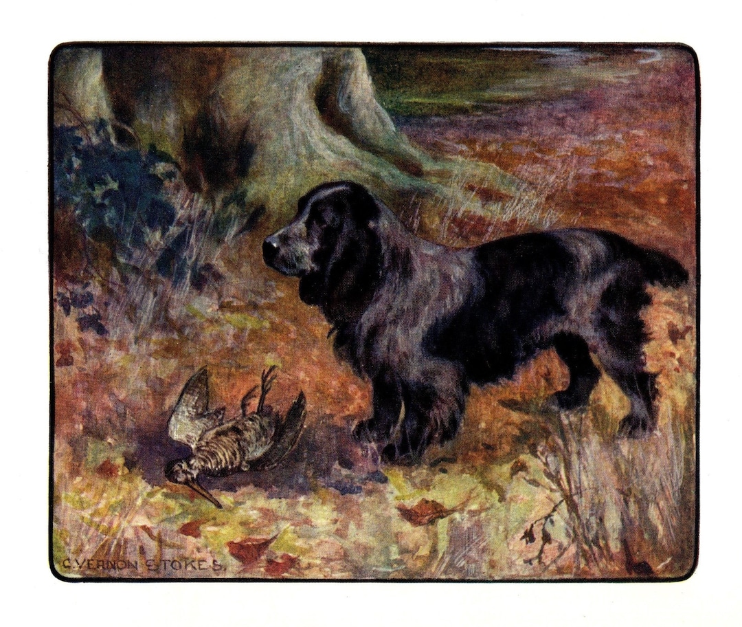 1906 Antique Cocker Spaniel Print Wall Art Decor Vintage Vernon Stokes ...