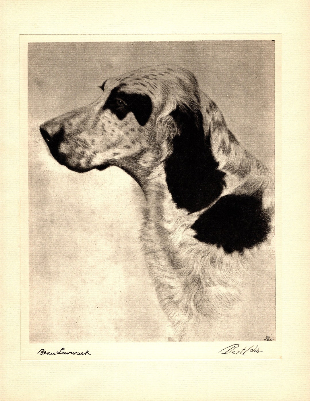 1930s Antique English Setter Print Wall Art Decor Bert Cobb Hunting Dog ...