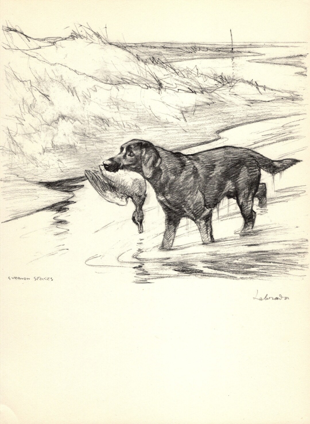 1938 Impresión antigua de Labrador Retriever Vernon Stokes - Etsy España