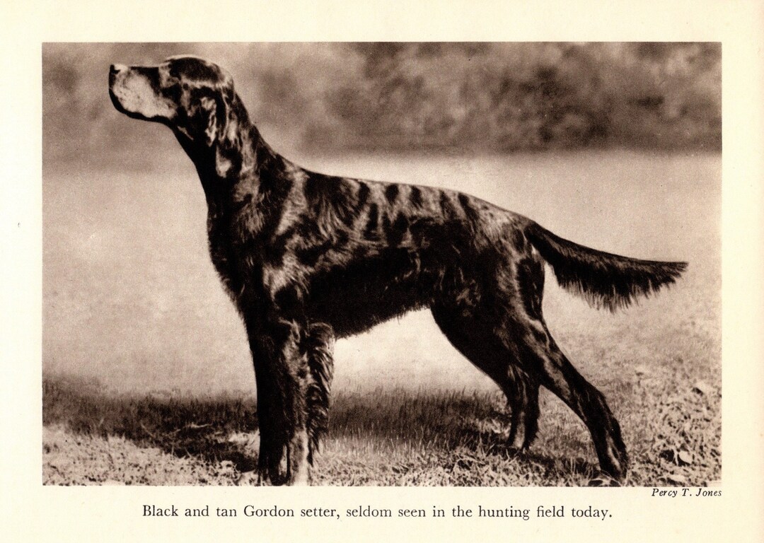 1948 Gordon Setter Print Hunting Dog Print Gundog Print Lodge - Etsy