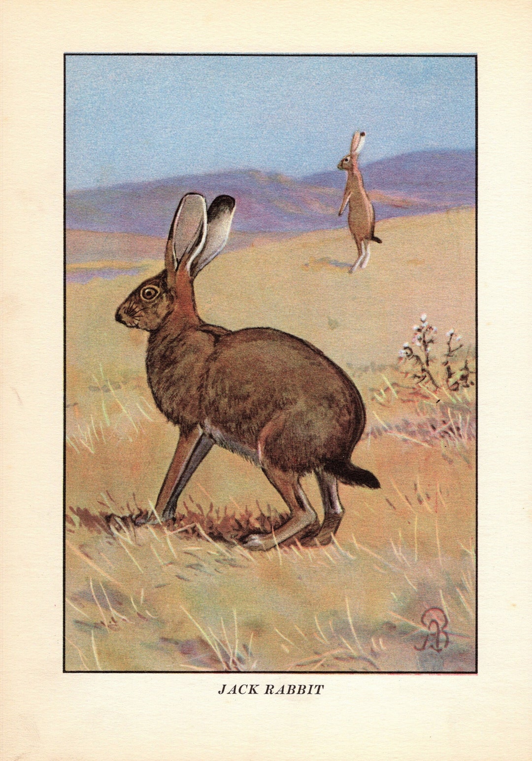 Antique Jack Rabbit Print Wall Art Decor Vintage Rabbit Art ...