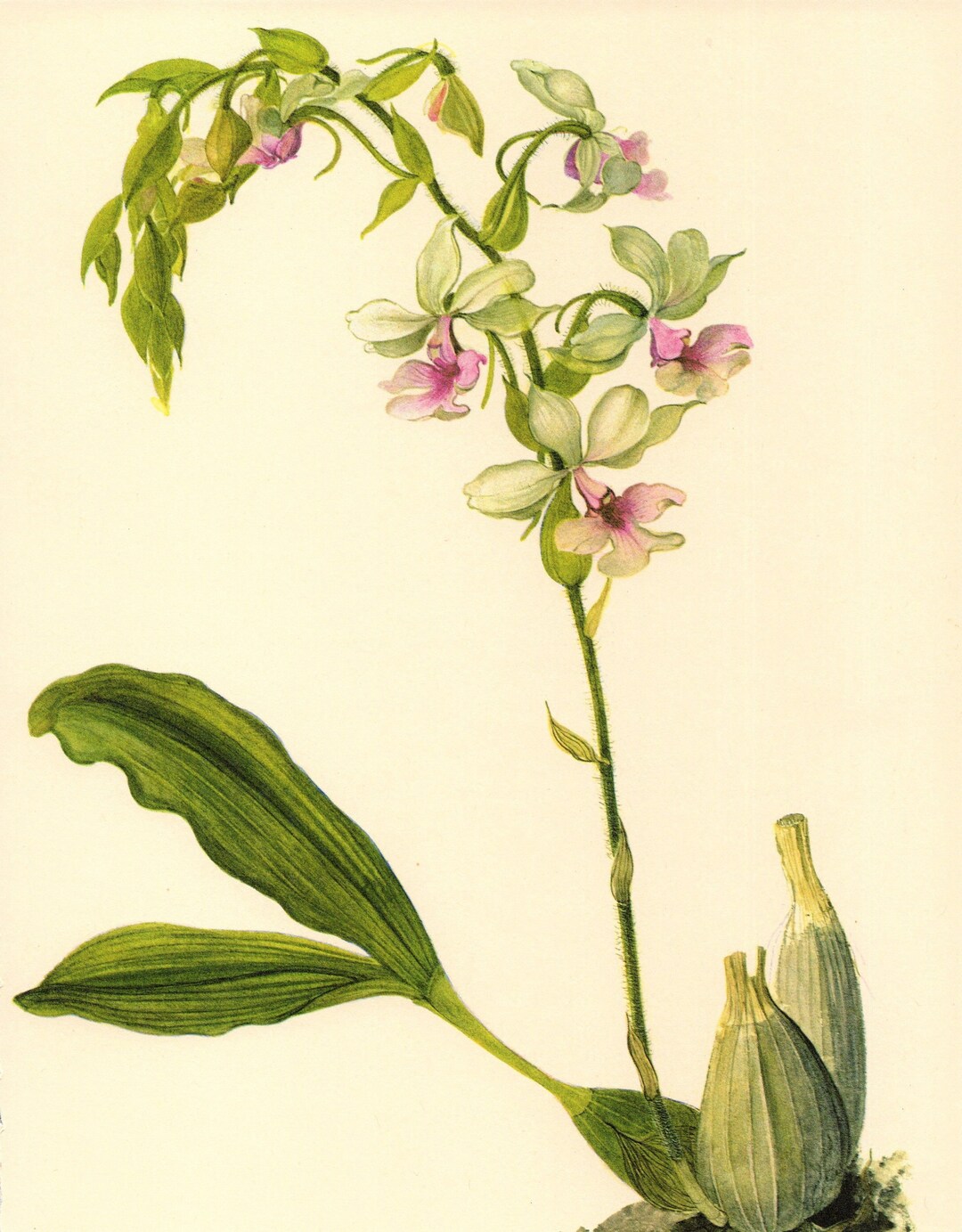 Vintage Botanical Orchid Print White Flower Wall Art Cottage - Etsy