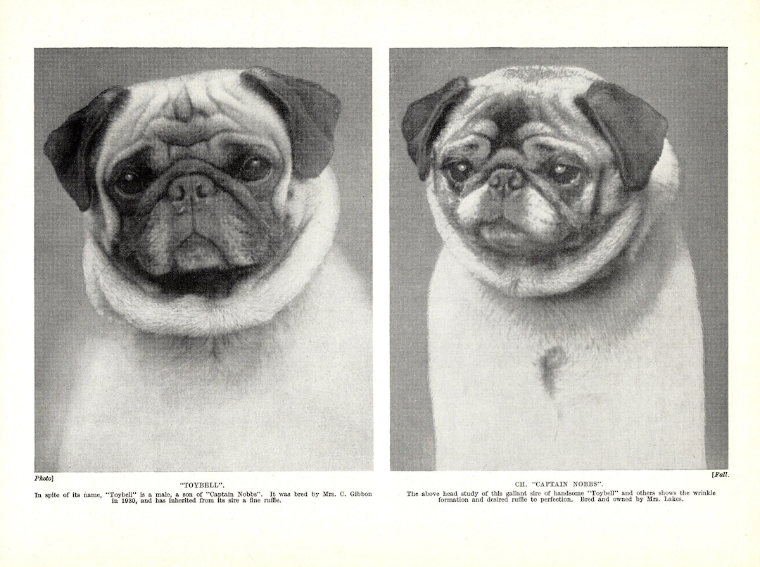 1930's Antique Pug Print Wall Decor Champion Captain Nobbs and Toybell ...