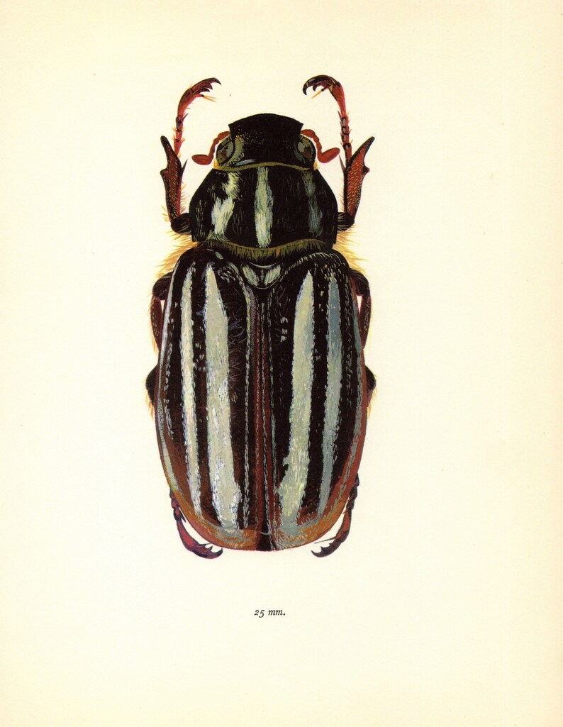 Vintage June Bug Beetle Print Gallery Wall Art Insect Print - Etsy