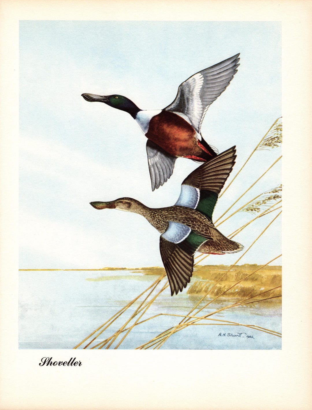 Vintage Shoveller Duck Print Wall Art Decor 1950s Shoveller Duck Bird ...