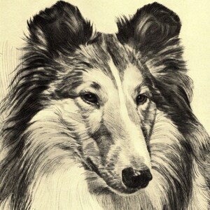 1935 Antique Collie Print Wall Art Decor Lovely Malcolm Nicholson ...