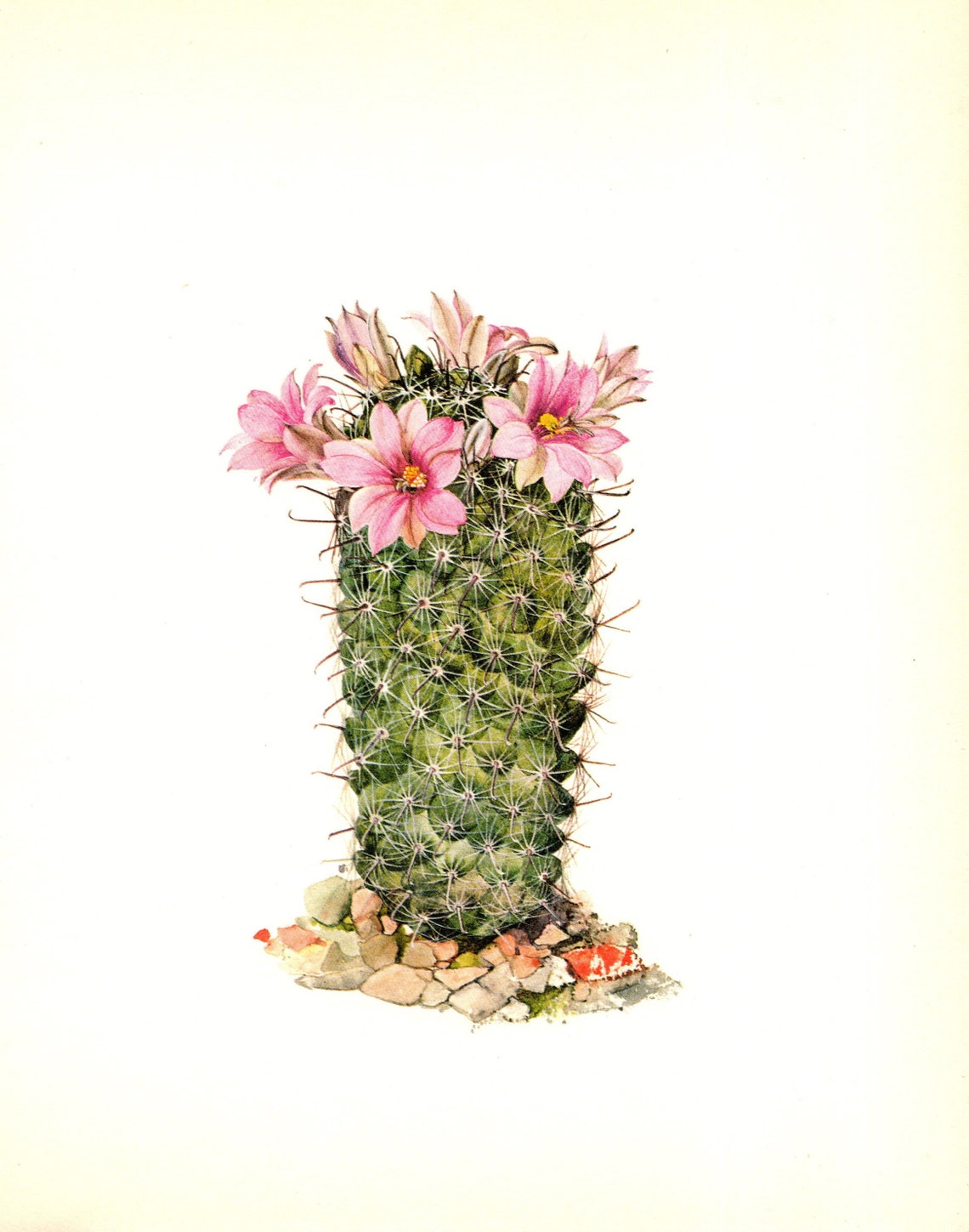 Set of 4 Vintage Cactus Prints Cactus Art Print Gallery Wall | Etsy