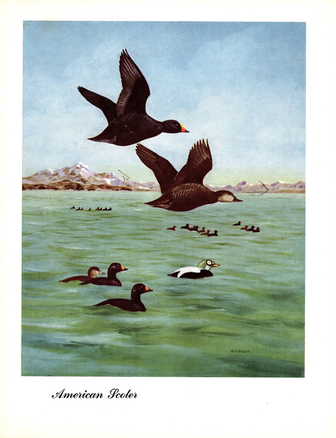 Vintage Duck Art Print American Scoter Duck Wall Art Decor 1950s Bird ...