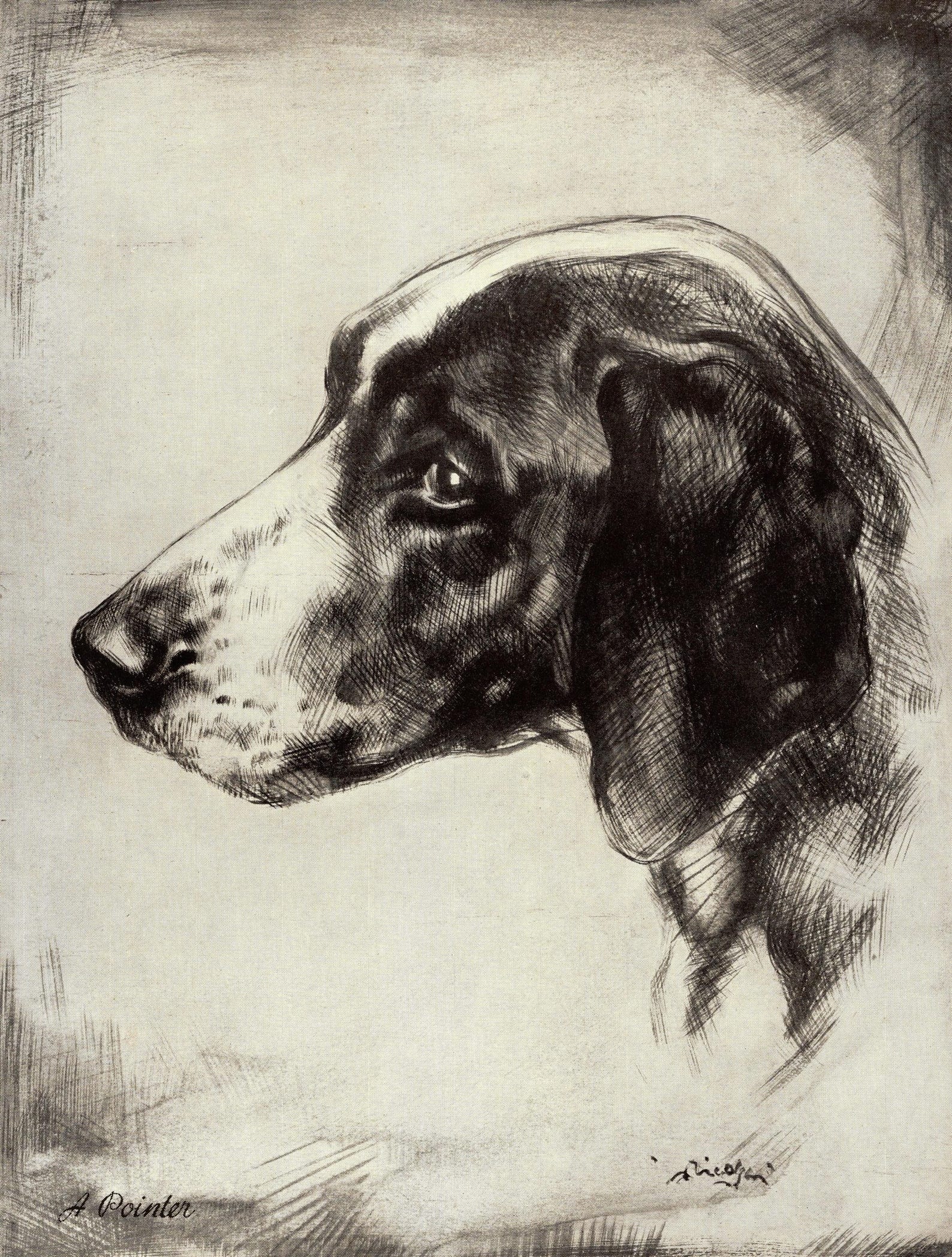 1930's Lovely Pointer Print Gundog Wall Art Decor Malcolm Nicholson ...