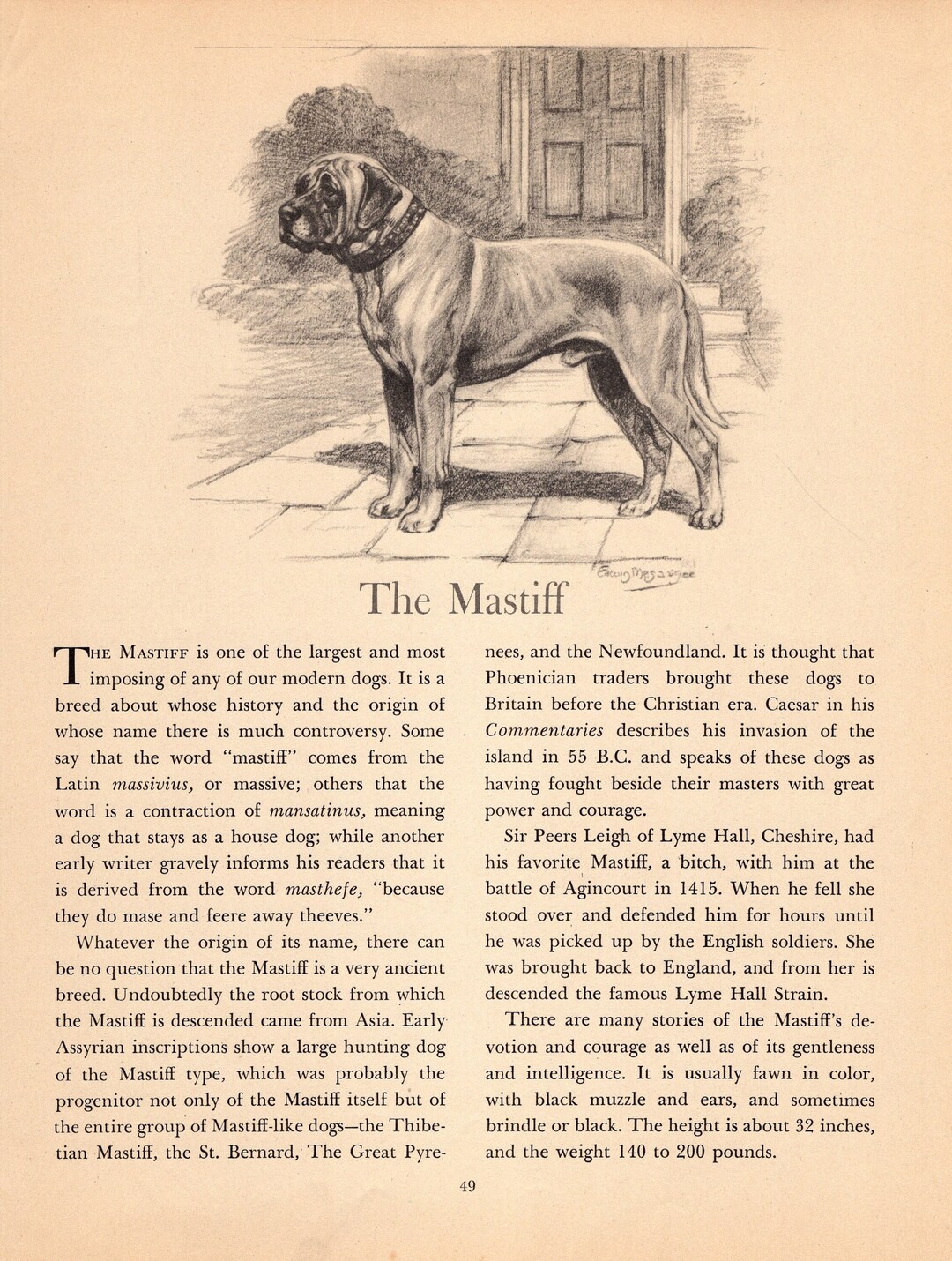 1942 Antique Mastiff Print Gallery Wall Decor Edwin Megargee Mastiff ...