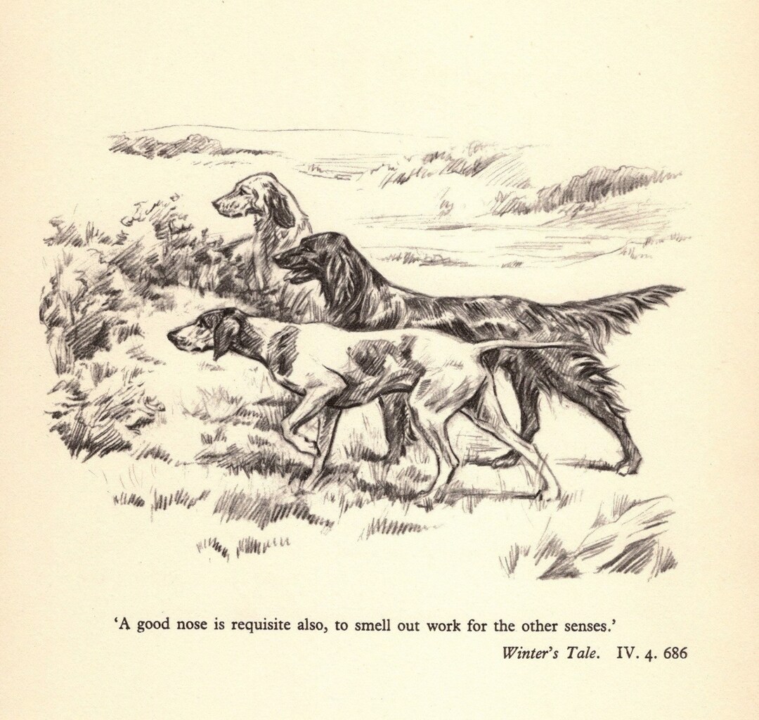 Vintage Hunting Dogs Print English Setter Irish Setter Pointer - Etsy